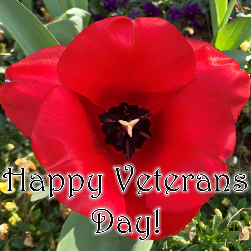 Memorial & Veterans Day – Teach Grow Sow
